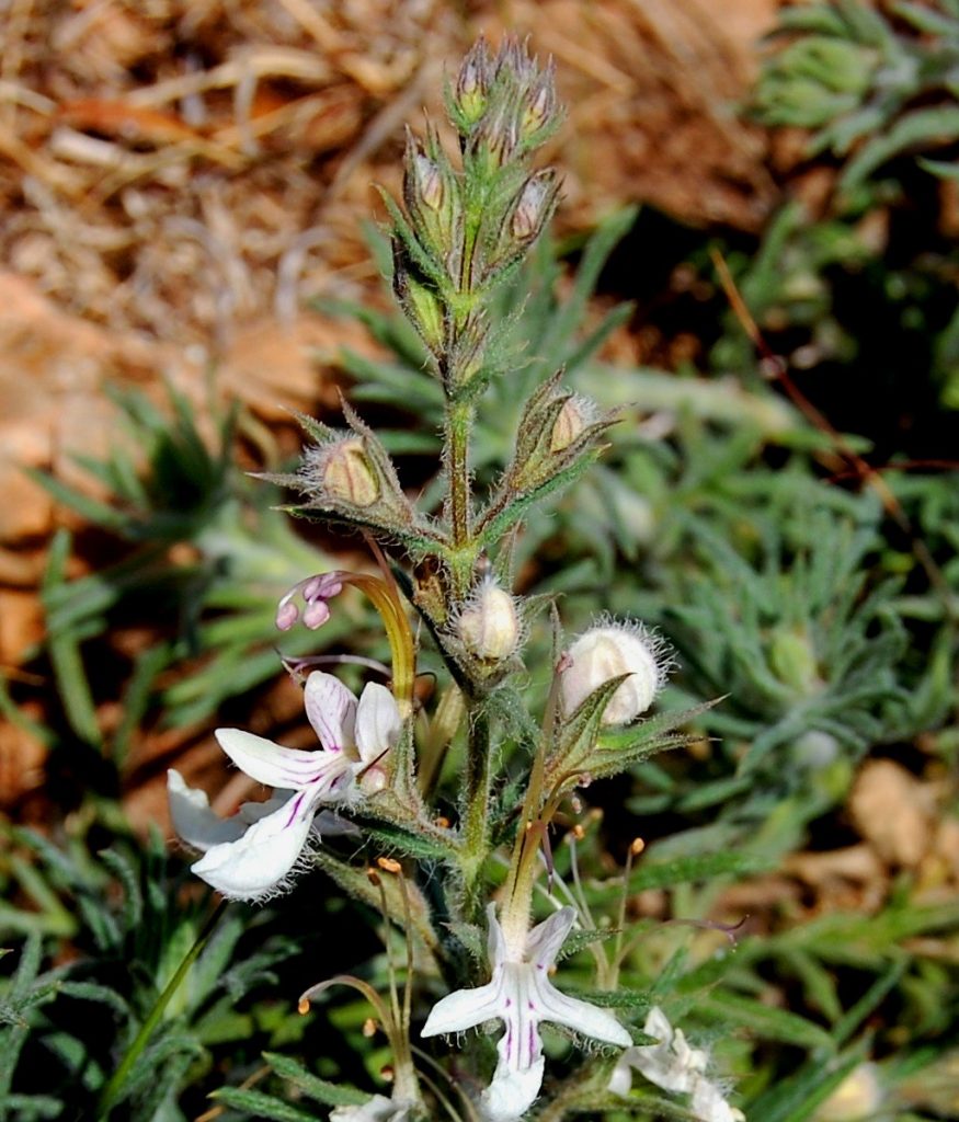 FAMILIA LABIADAS. PARTE II. TEUCRIOS O ZAMARRILLAS. – Flora Callosa de ...