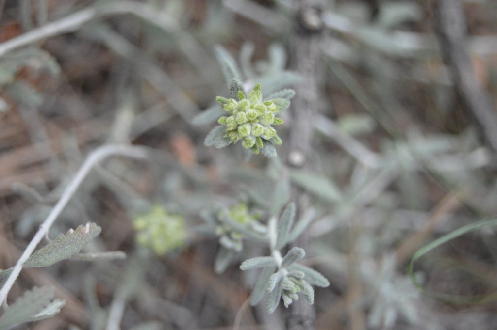 FAMILIA LABIADAS. PARTE II. TEUCRIOS O ZAMARRILLAS. – Flora Callosa de ...